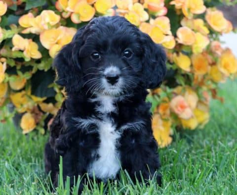 Cockapoo Puppies For Sale | Puppy Adoption | Keystone Puppies