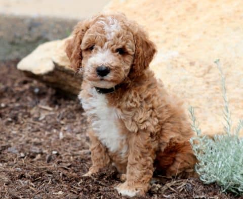 Puppy Finder: Find & Buy a Dog today by using our Petfinder
