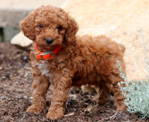 Meet Mini Poodles for Sale: Happy, Healthy & 100% Ready to be Loved