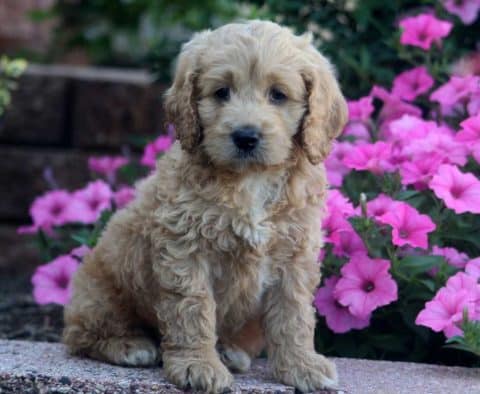 Cockapoo Puppies for Sale - Keystone Puppies
