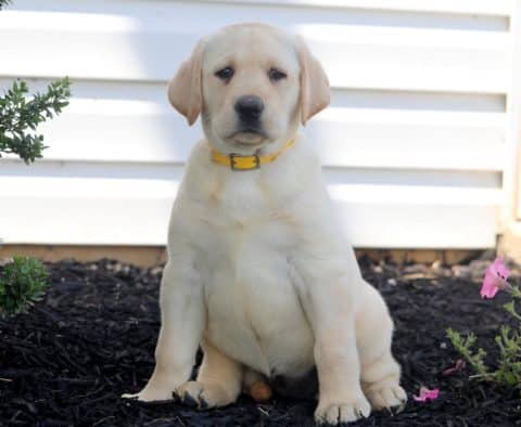 Yellow Labrador Retriever Puppies For Sale | Puppy Adoption | Keystone ...
