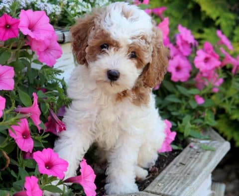 Meet Mini Poodles for Sale: Happy, Healthy & 100% Ready to be Loved