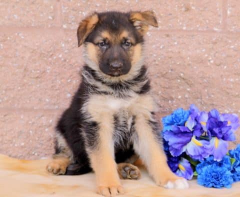 German Shepherd Puppies for Sale | Purebred German Shepherd Breeders