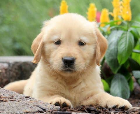 Puppy Finder: Find & Buy a Dog today by using our Petfinder