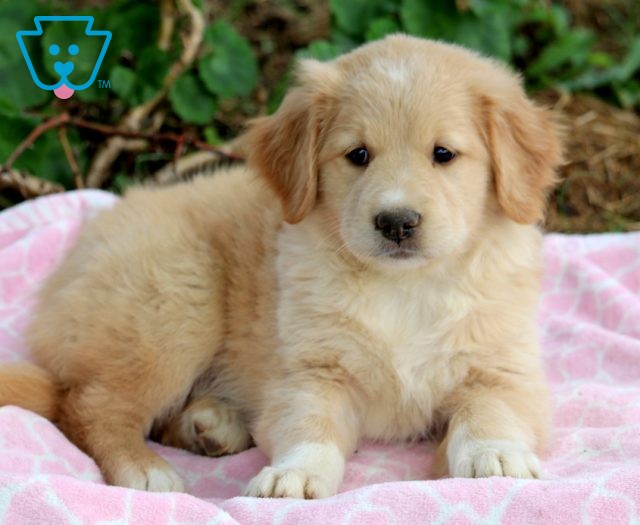Golden Border Collie Puppies