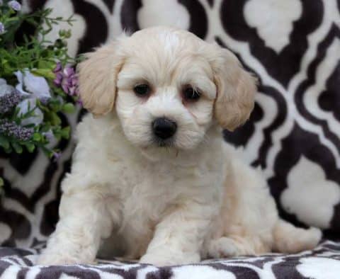 Bichpoo Puppies For Sale | Puppy Adoption | Keystone Puppies