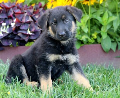 German Shepherd Puppies for Sale | Purebred German Shepherd Breeders