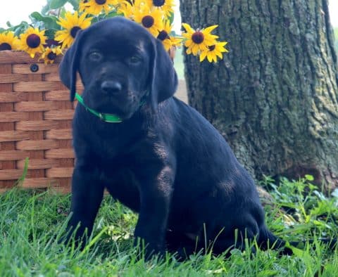 Get A New Puppy Today! View our ADORABLE Newborn Puppies