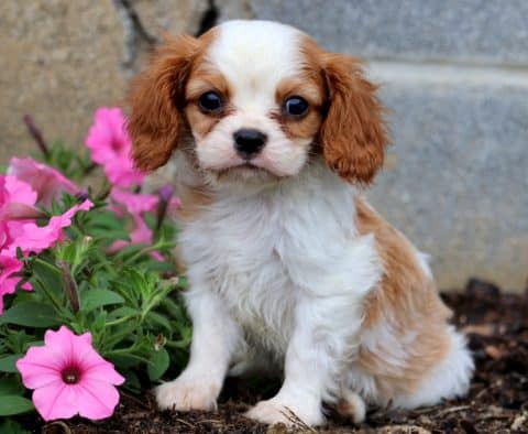 Puppy Finder: Find & Buy a Dog today by using our Petfinder