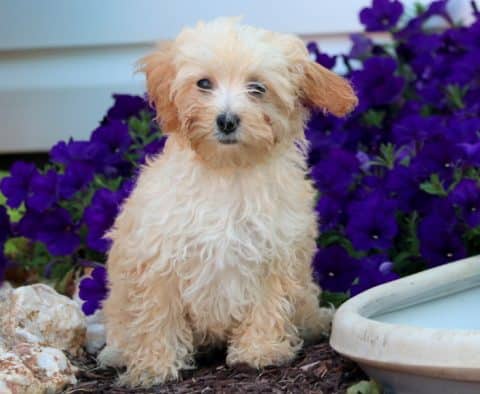 Cheap & Afforable Puppies for Sale Under $1,000 | Keystone Puppies