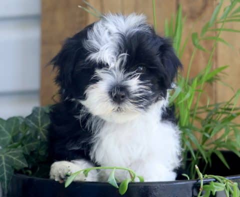 Puppy Finder: Find & Buy a Dog today by using our Petfinder