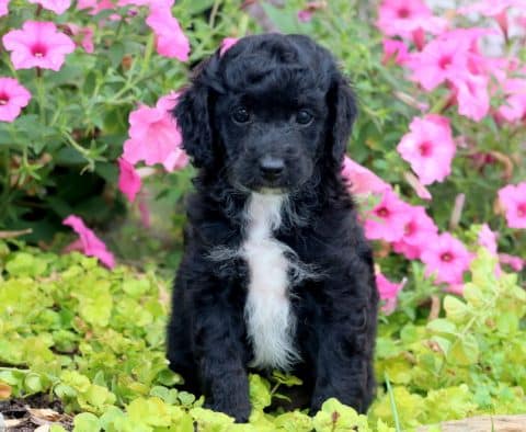 Cockapoo Puppies for Sale - Keystone Puppies