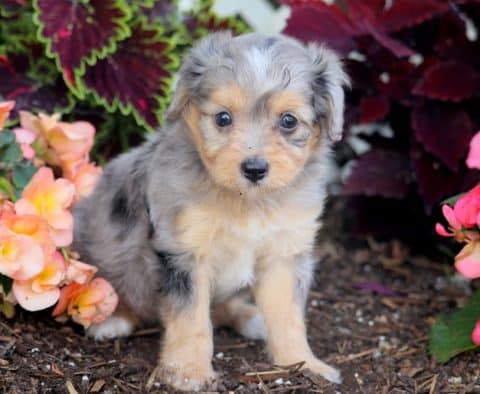 Get A New Puppy Today! View our ADORABLE Newborn Puppies