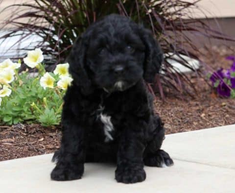 Cockapoo Puppies For Sale | Puppy Adoption | Keystone Puppies