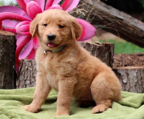 Puppy Finder: Find & Buy a Dog today by using our Petfinder