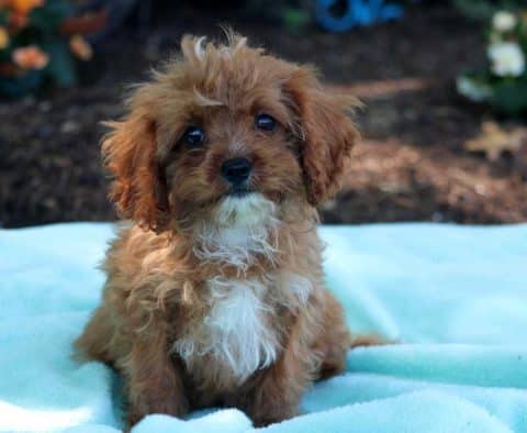 Puppy Finder: Find & Buy a Dog today by using our Petfinder