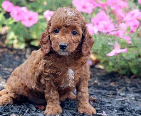 Cavapoo Puppies for Sale - Keystone Puppies