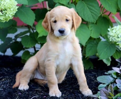 Puppy Finder: Find & Buy a Dog today by using our Petfinder