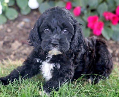 Cockapoo Puppies for Sale - Keystone Puppies