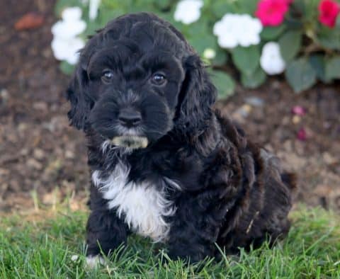 Cockapoo Puppies for Sale - Keystone Puppies