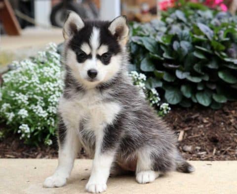 Pomsky Puppies for Sale from Reputable Breeders - Keystone Puppies