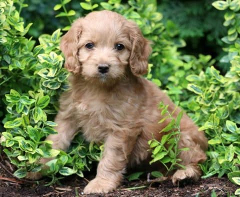 Cockapoo Puppies for Sale - Keystone Puppies