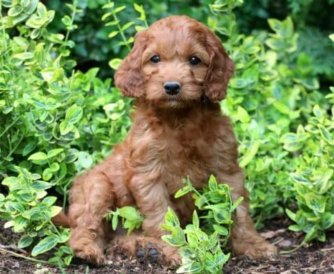 Cockapoo Puppies for Sale - Keystone Puppies