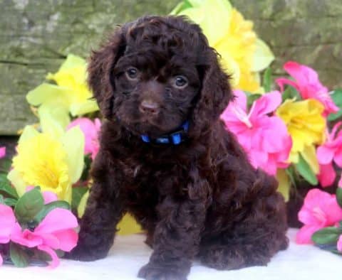 Cockapoo Puppies for Sale - Keystone Puppies