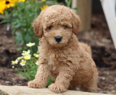 Mini Labradoodle Puppies for Sale - Keystone Puppies