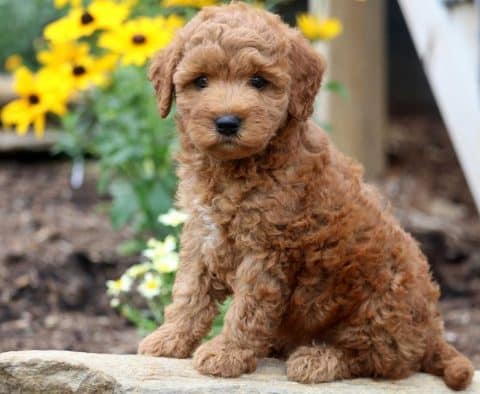 Miniature Labradoodle Puppies For Sale | Puppy Adoption | Keystone Puppies