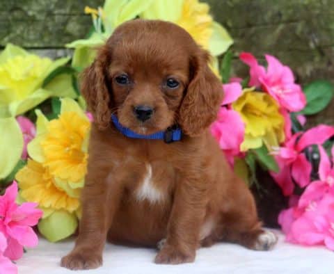 Cockapoo Puppies for Sale - Keystone Puppies