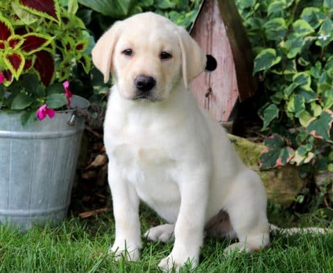 Yellow Labrador Retriever Puppies For Sale | Puppy Adoption | Keystone ...