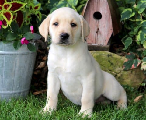 Get A New Puppy Today! View our ADORABLE Newborn Puppies