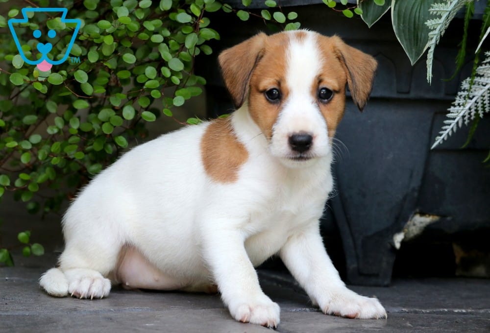 Jack Russell Terrier Husky Mix Puppies