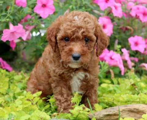 Meet Mini Poodles for Sale: Happy, Healthy & 100% Ready to be Loved