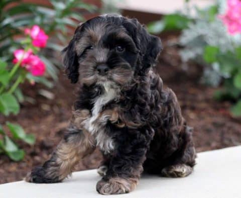 Cockapoo Puppies for Sale - Keystone Puppies