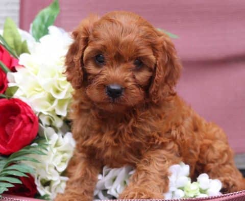 Get A New Puppy Today! View our ADORABLE Newborn Puppies
