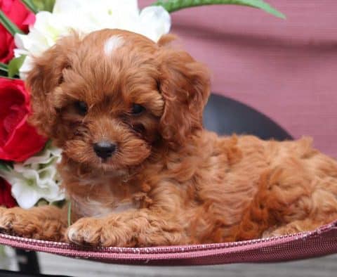 Get A New Puppy Today! View our ADORABLE Newborn Puppies