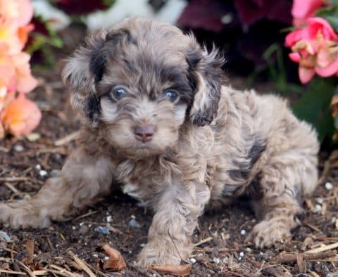 Cockapoo Puppies for Sale - Keystone Puppies