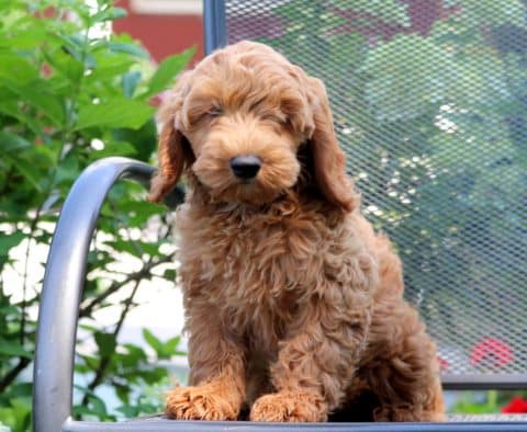 Cockapoo Puppies for Sale - Keystone Puppies