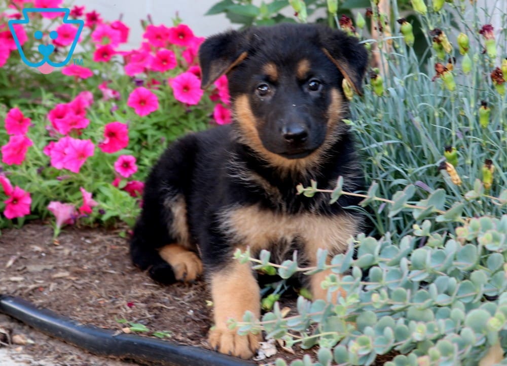 Are German Shepherd Mix With Yorkie Small