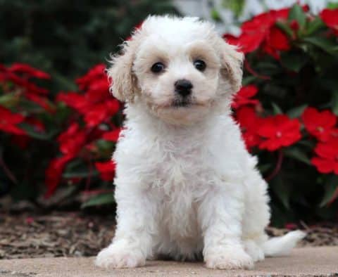 Bichpoo Puppies For Sale | Puppy Adoption | Keystone Puppies