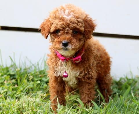 Meet Mini Poodles for Sale: Happy, Healthy & 100% Ready to be Loved