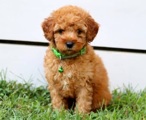 Meet Mini Poodles for Sale: Happy, Healthy & 100% Ready to be Loved