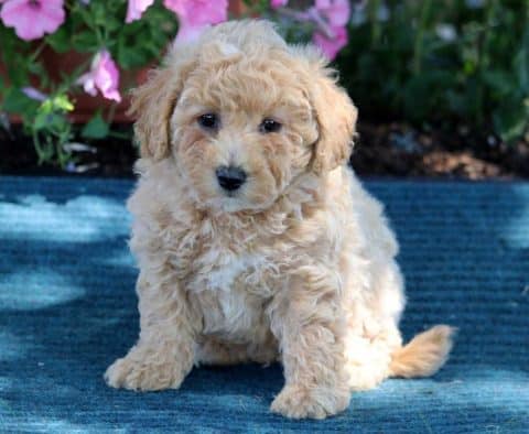 Bichpoo Puppies For Sale | Puppy Adoption | Keystone Puppies