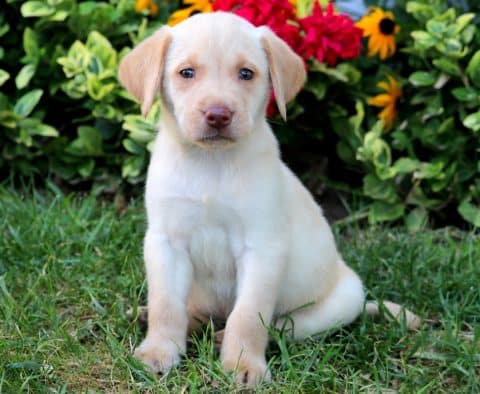 Yellow Labrador Retriever Puppies For Sale | Puppy Adoption | Keystone ...