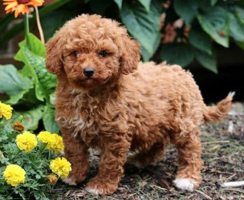 Meet Mini Poodles for Sale: Happy, Healthy & 100% Ready to be Loved