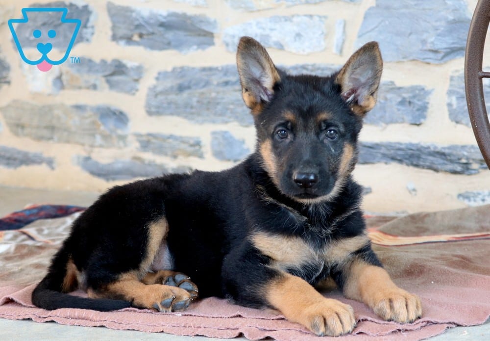 What Is Hulk The Dog Mixed With