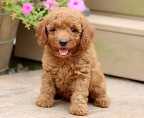 Puppy Finder: Find & Buy a Dog today by using our Petfinder