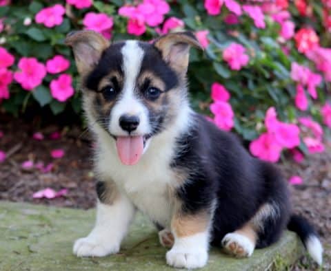 Puppy Finder: Find & Buy a Dog today by using our Petfinder